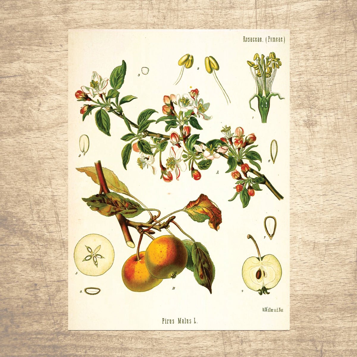 Apple Botanical Illustration - Lettered & Lined