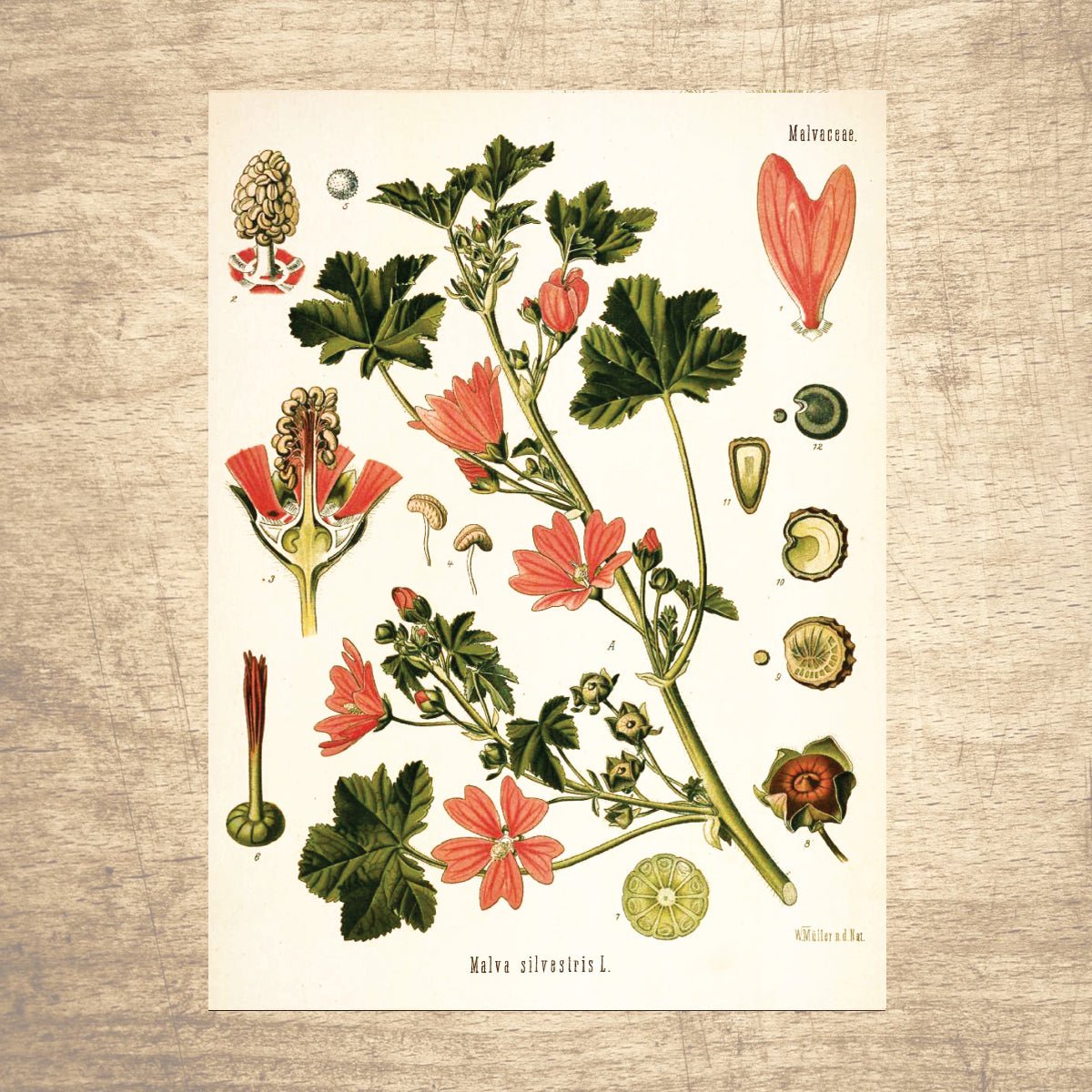 Common Mallow Botanical Illustration - Lettered & Lined
