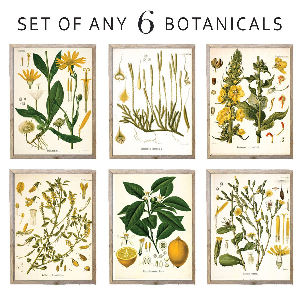 Custom set of any 6 botanical prints - Lettered & Lined