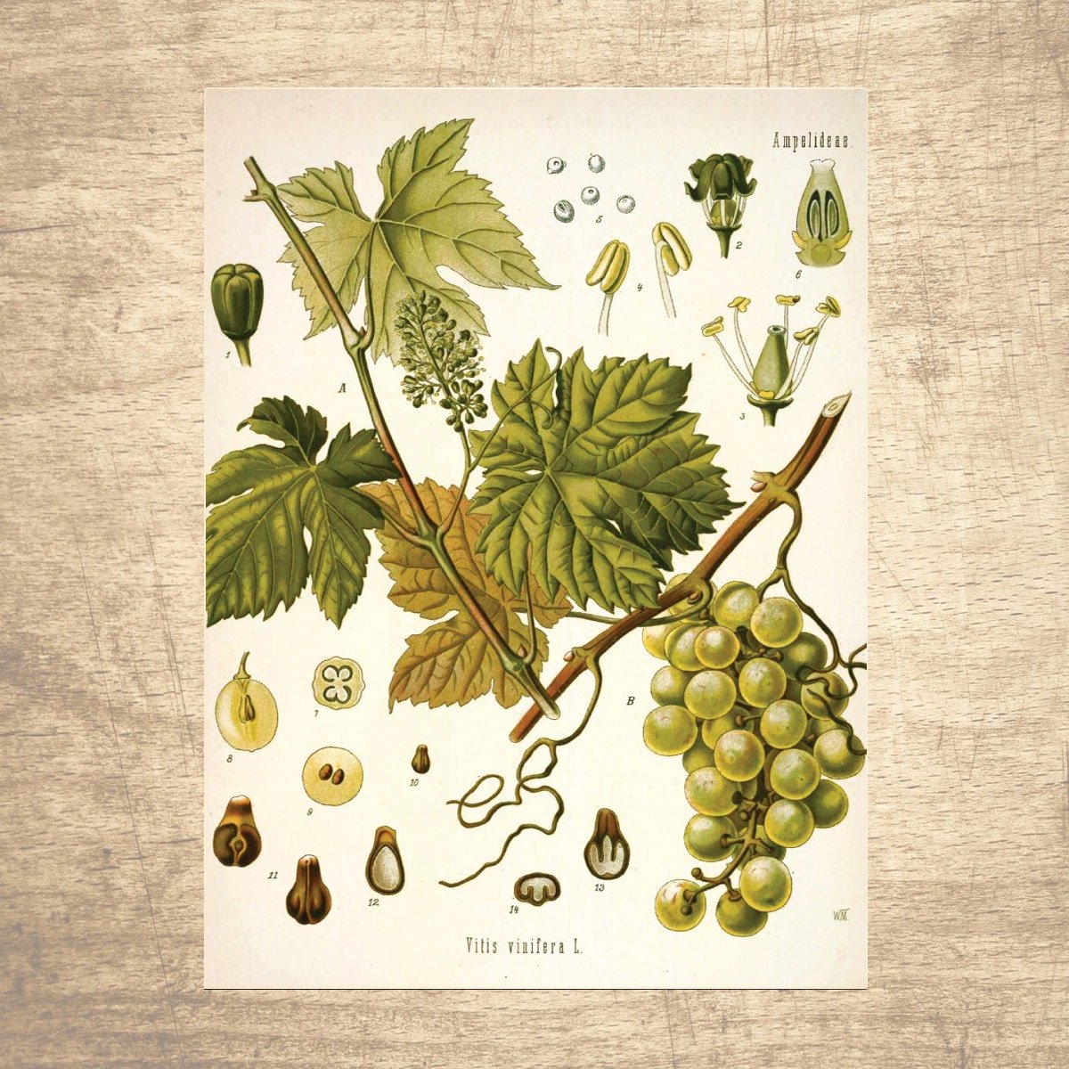 Grape Botanical Illustration - Lettered & Lined